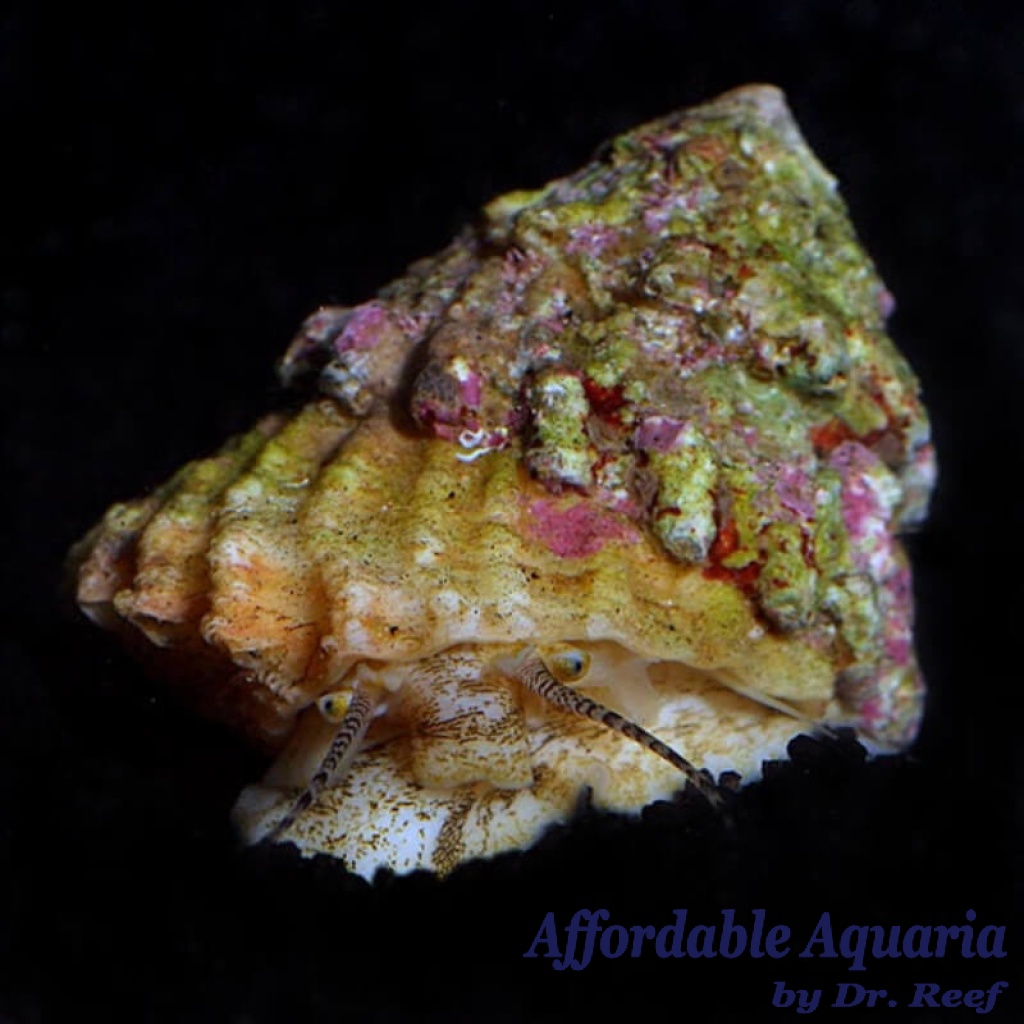 Astraea Snail | Affordable Aquaria