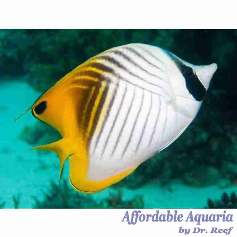 Auriga Butterflyfish | Affordable Aquaria