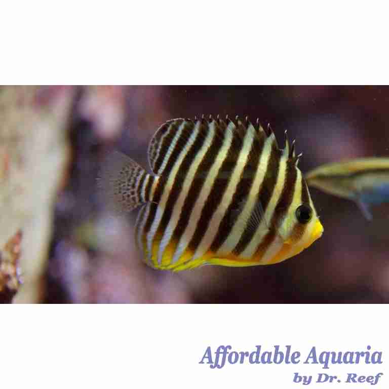 Multibar Angelfish | Affordable Aquaria