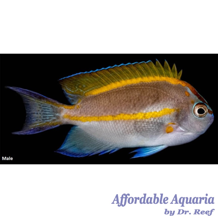 Bellus Angelfish (Male) | Affordable Aquaria