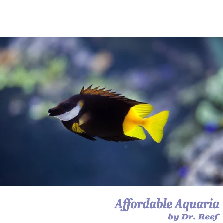 Bicolor Foxface | Affordable Aquaria