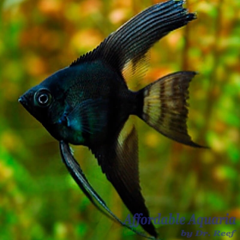 Black Angelfish | Affordable Aquaria