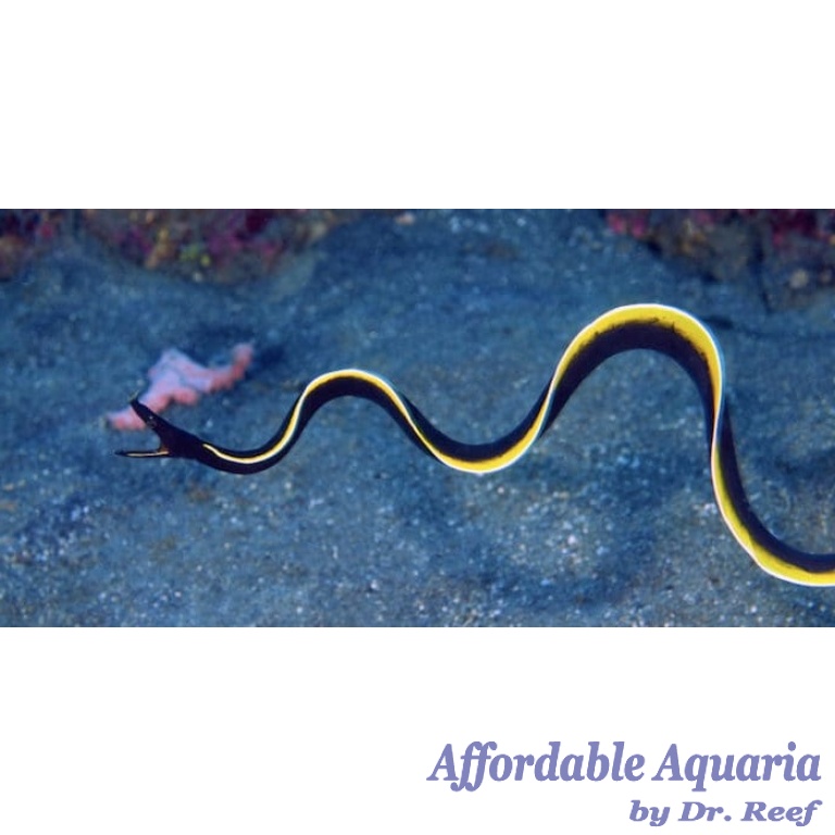 Black Ribbon Eel | Affordable Aquaria
