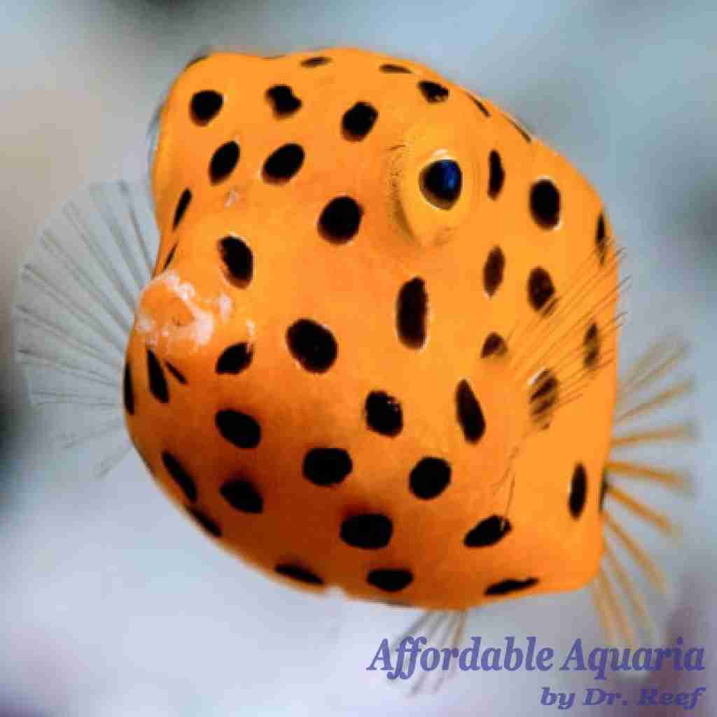 Saltwater Fish | Affordable Aquaria