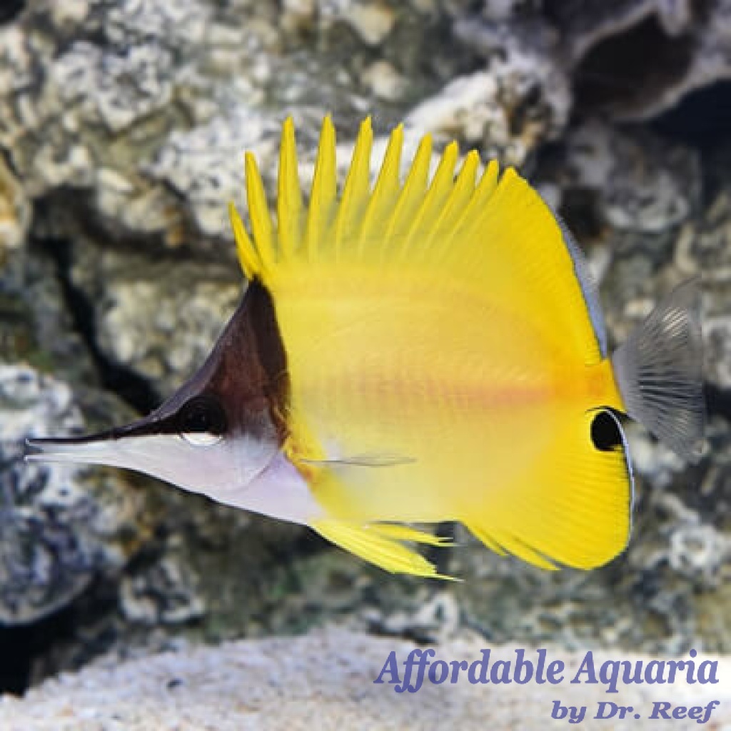 Saltwater Fish | Affordable Aquaria