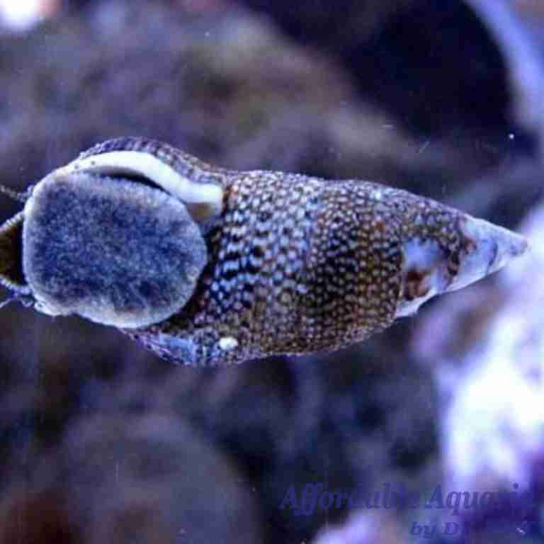 Cerith Snail | Affordable Aquaria