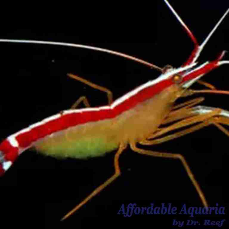 Cleaner Shrimp | Affordable Aquaria