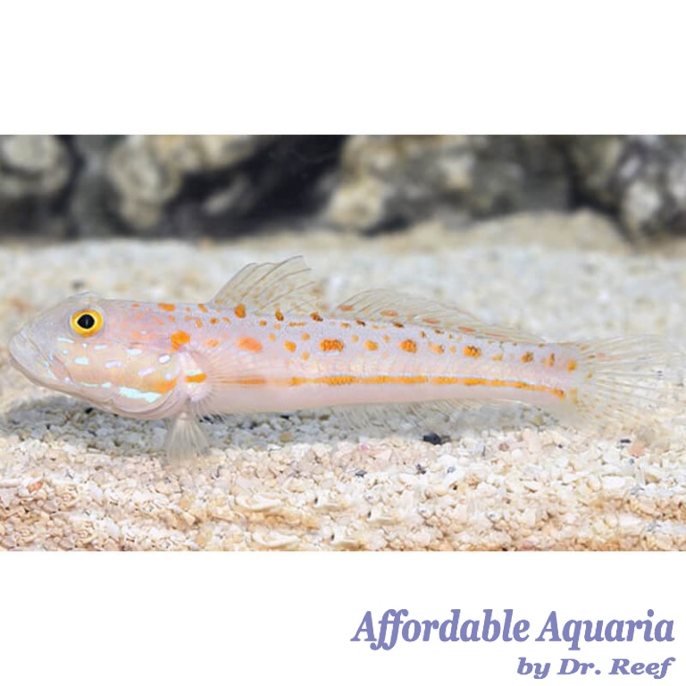 Diamond Goby | Affordable Aquaria