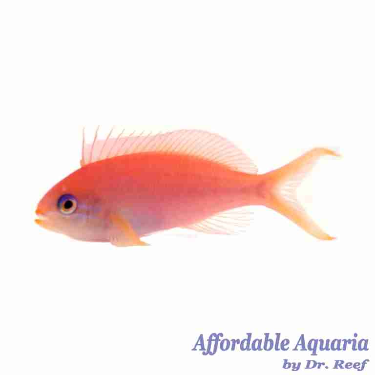 Dispar Anthias | Affordable Aquaria