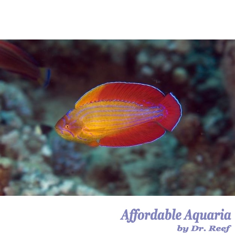 Eightline Flasher Wrasse (Male) | Affordable Aquaria