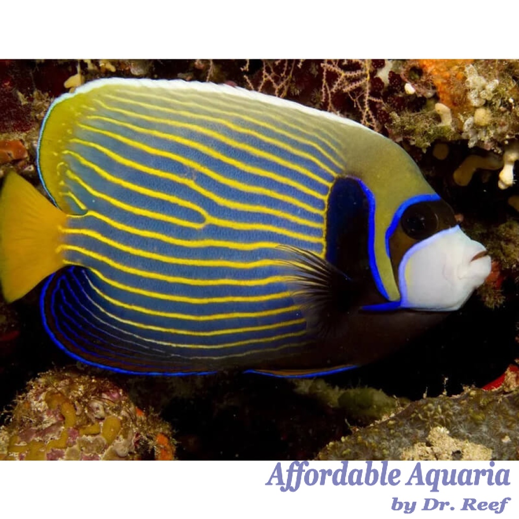 Emperor Angelfish (Adult) | Affordable Aquaria