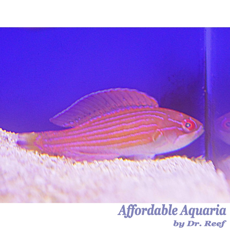 Eightline Flasher Wrasse (Female) | Affordable Aquaria