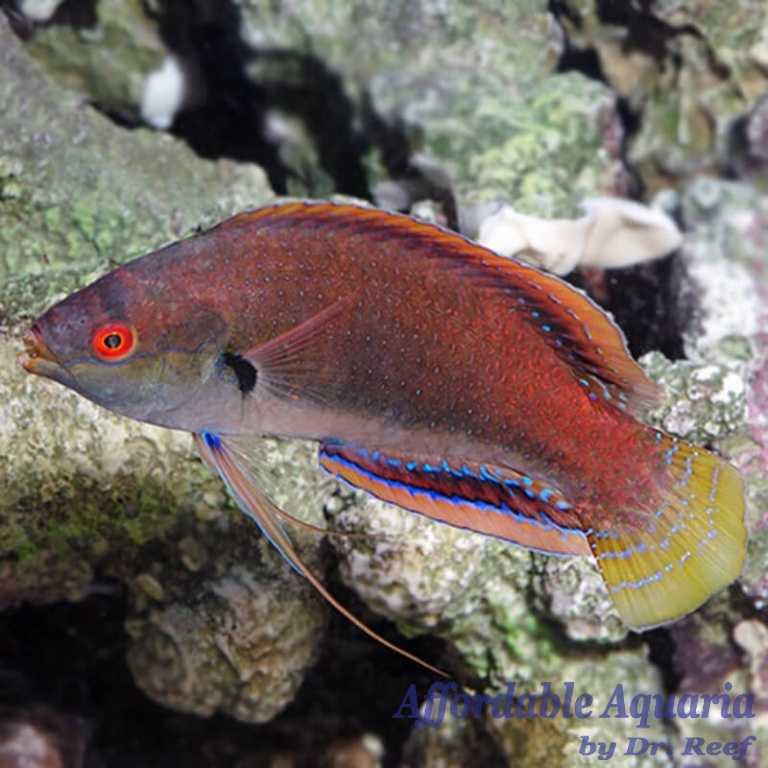 Fine Spotted Fairy Wrasse (Female) | Affordable Aquaria