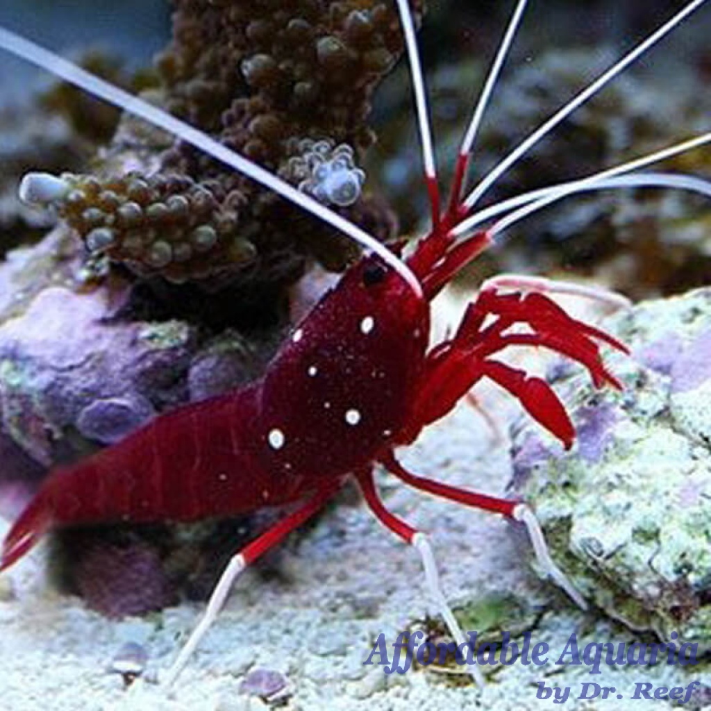 Fire Shrimp | Affordable Aquaria