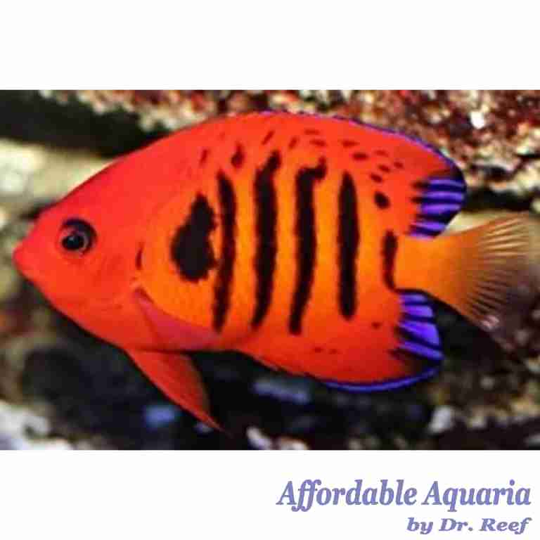 Flame Angelfish | Affordable Aquaria