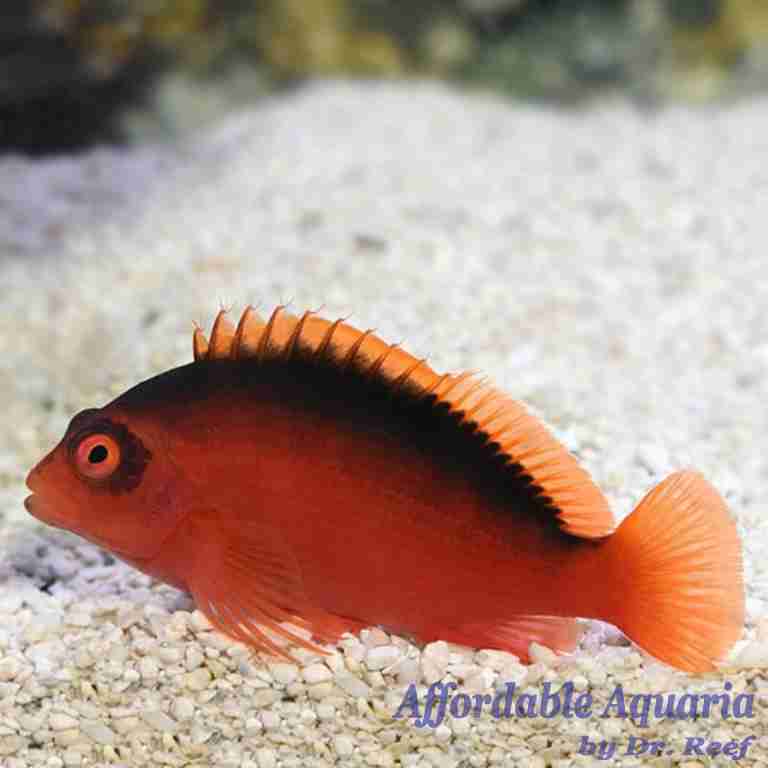 Flame Hawkfish | Affordable Aquaria