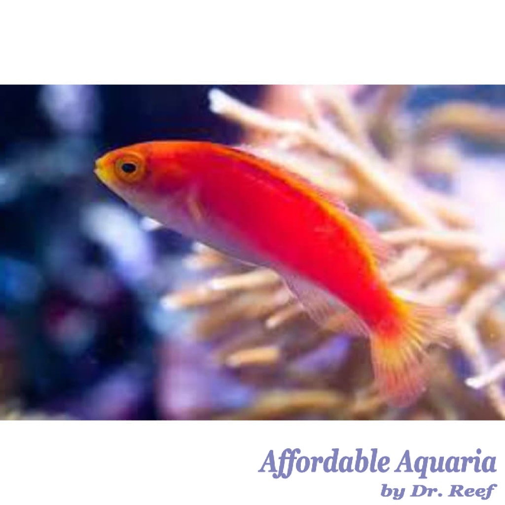 Flame Wrasse (Female) | Affordable Aquaria