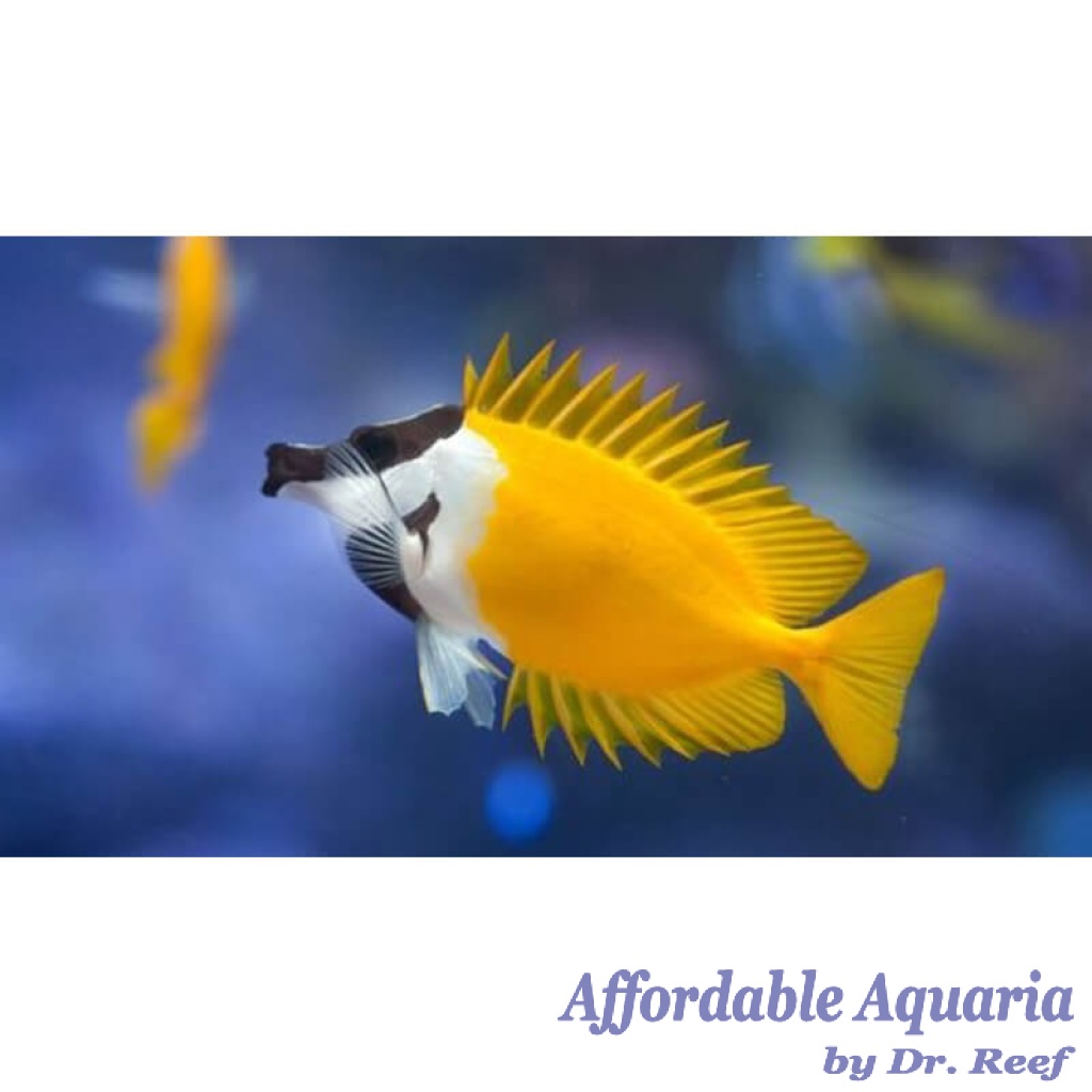 Foxface | Affordable Aquaria