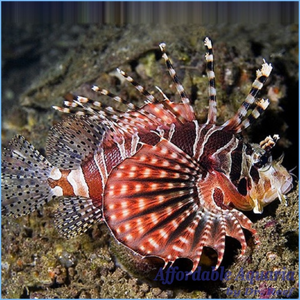 Fuzzy Dwarf Lionfish | Affordable Aquaria