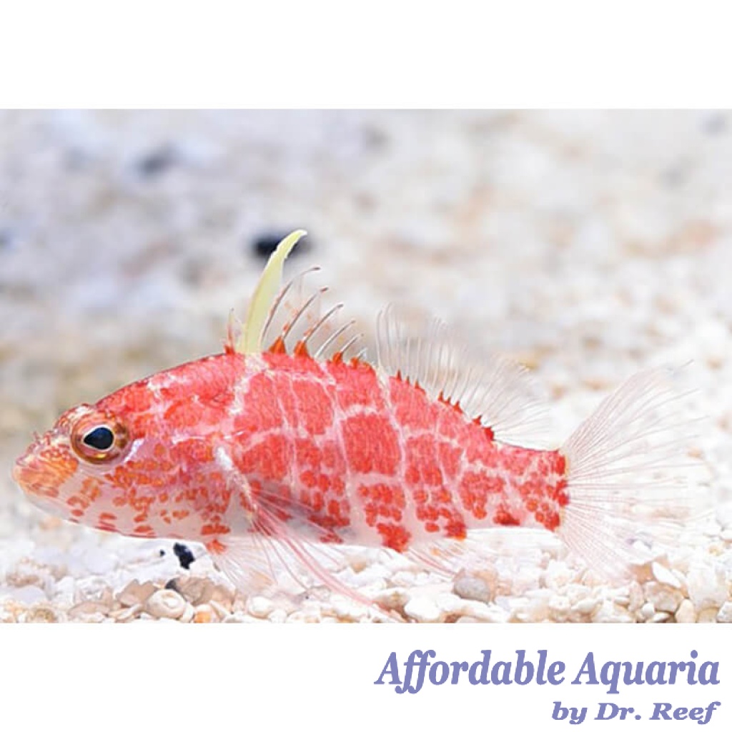 Geometric Pygmy Hawkfish | Affordable Aquaria
