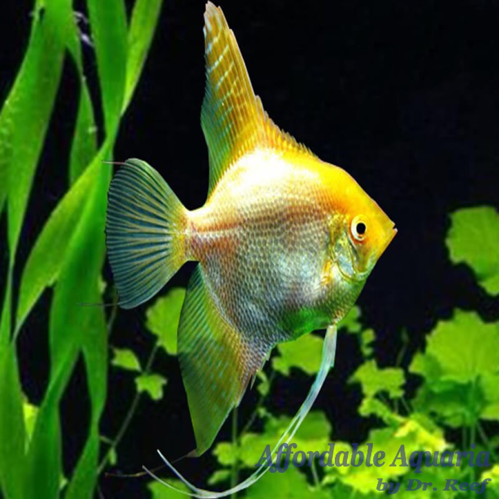 Gold Angelfish | Affordable Aquaria