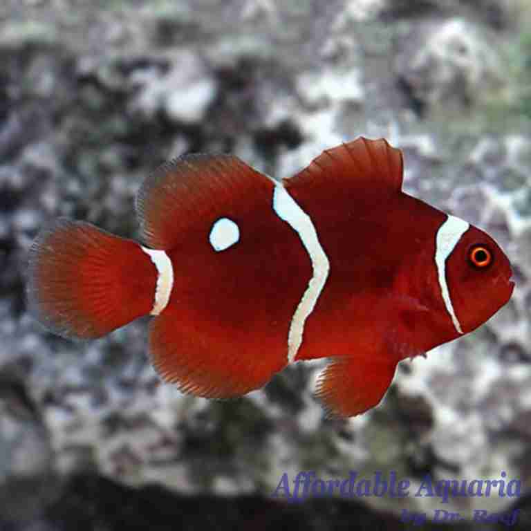 Gold Dot Maroon Clownfish | Affordable Aquaria