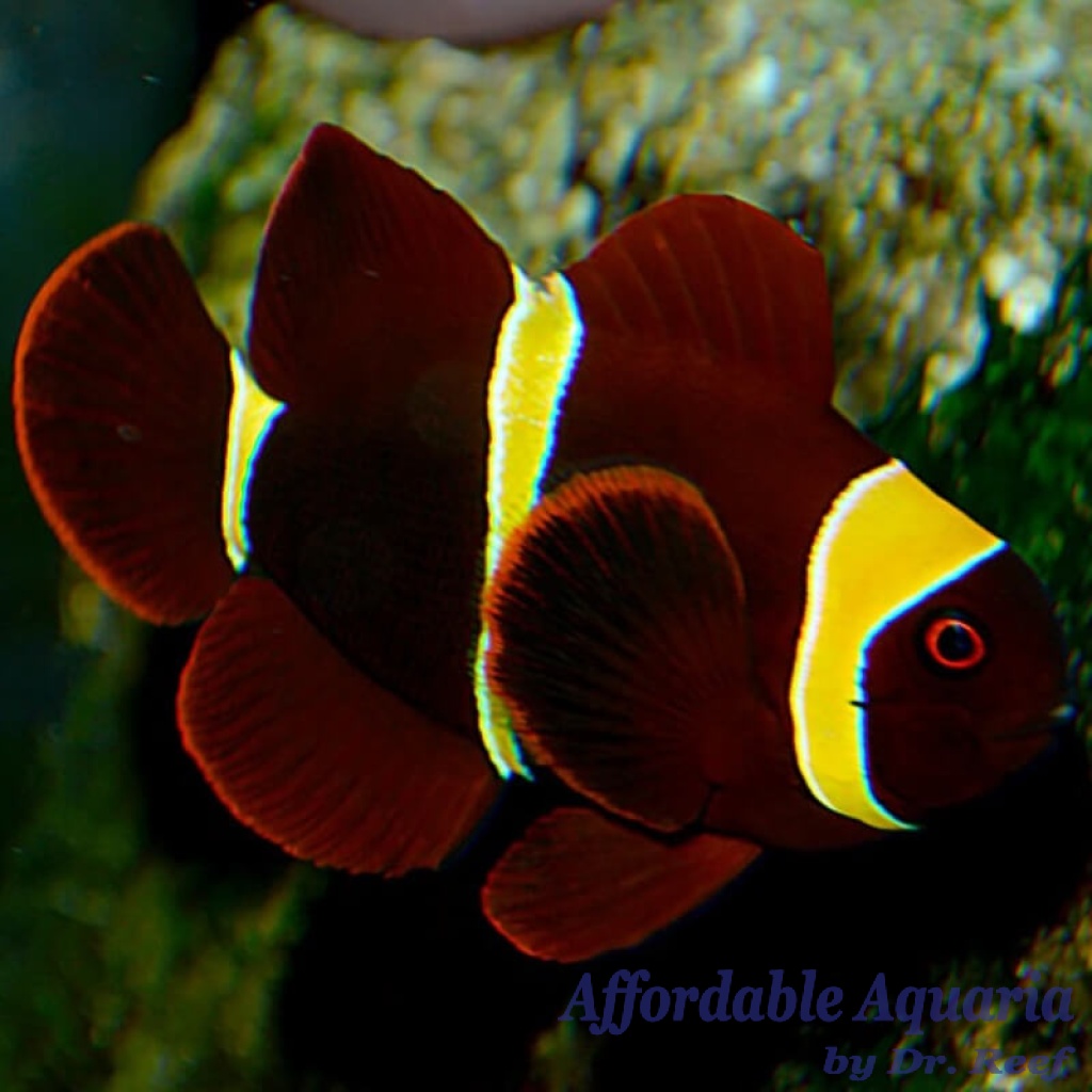 Gold Stripe Maroon Clownfish | Affordable Aquaria