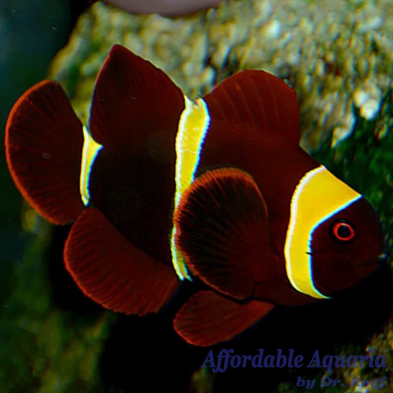 Gold Stripe Maroon Clownfish | Affordable Aquaria