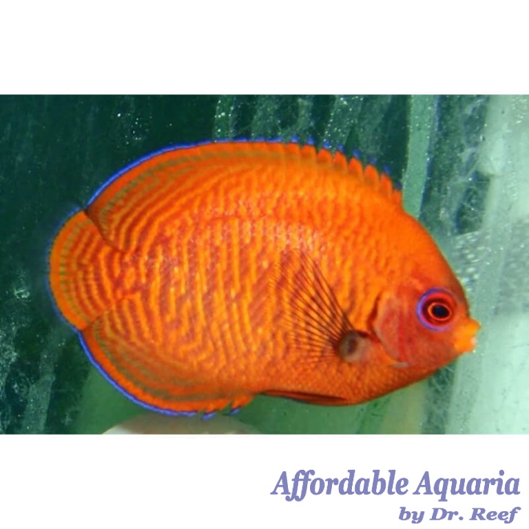 Golden Angelfish (Captive Bred) | Affordable Aquaria