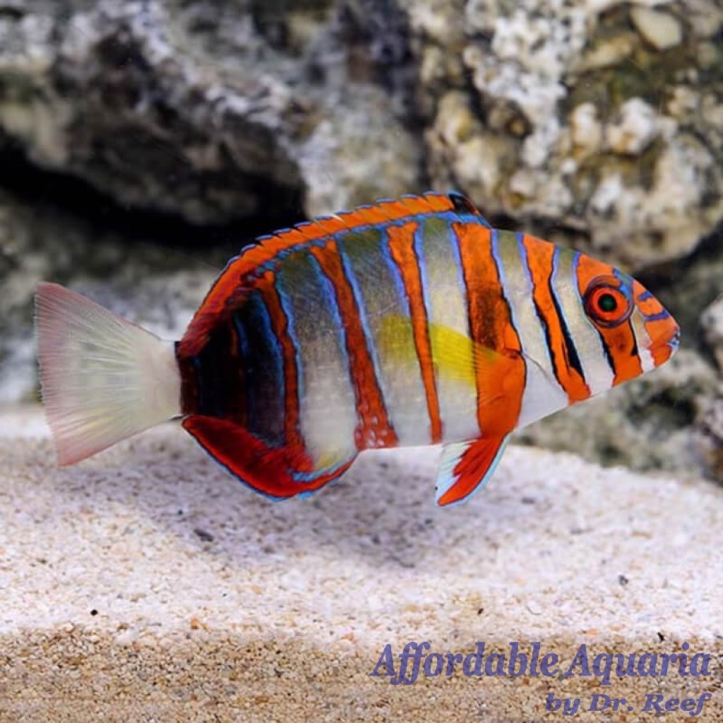 Harlequin Tusk (Aussie) | Affordable Aquaria