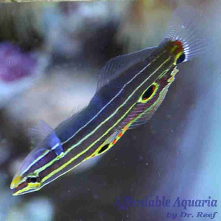 Hector's Goby | Affordable Aquaria