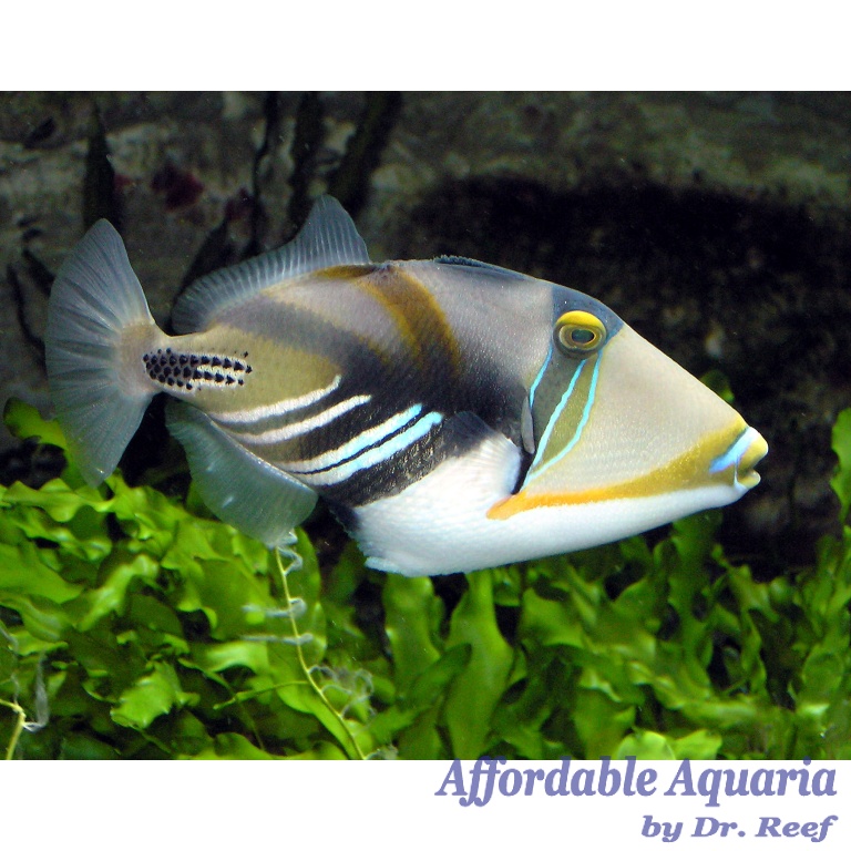 Humu Picasso Triggerfish | Affordable Aquaria