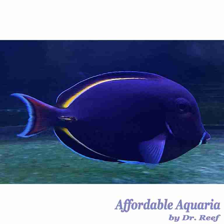 Hybrid Achilles White Cheek Tang | Affordable Aquaria