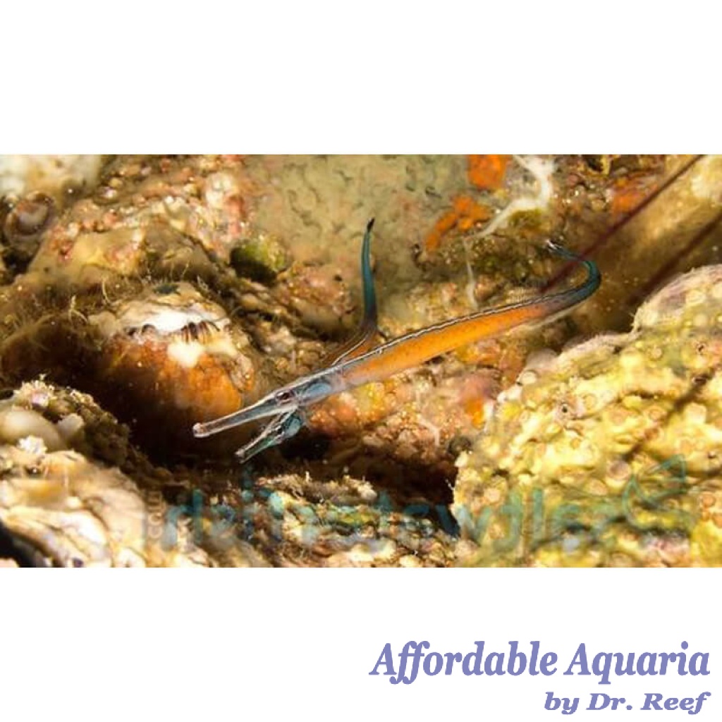 Misc. Fish | Affordable Aquaria