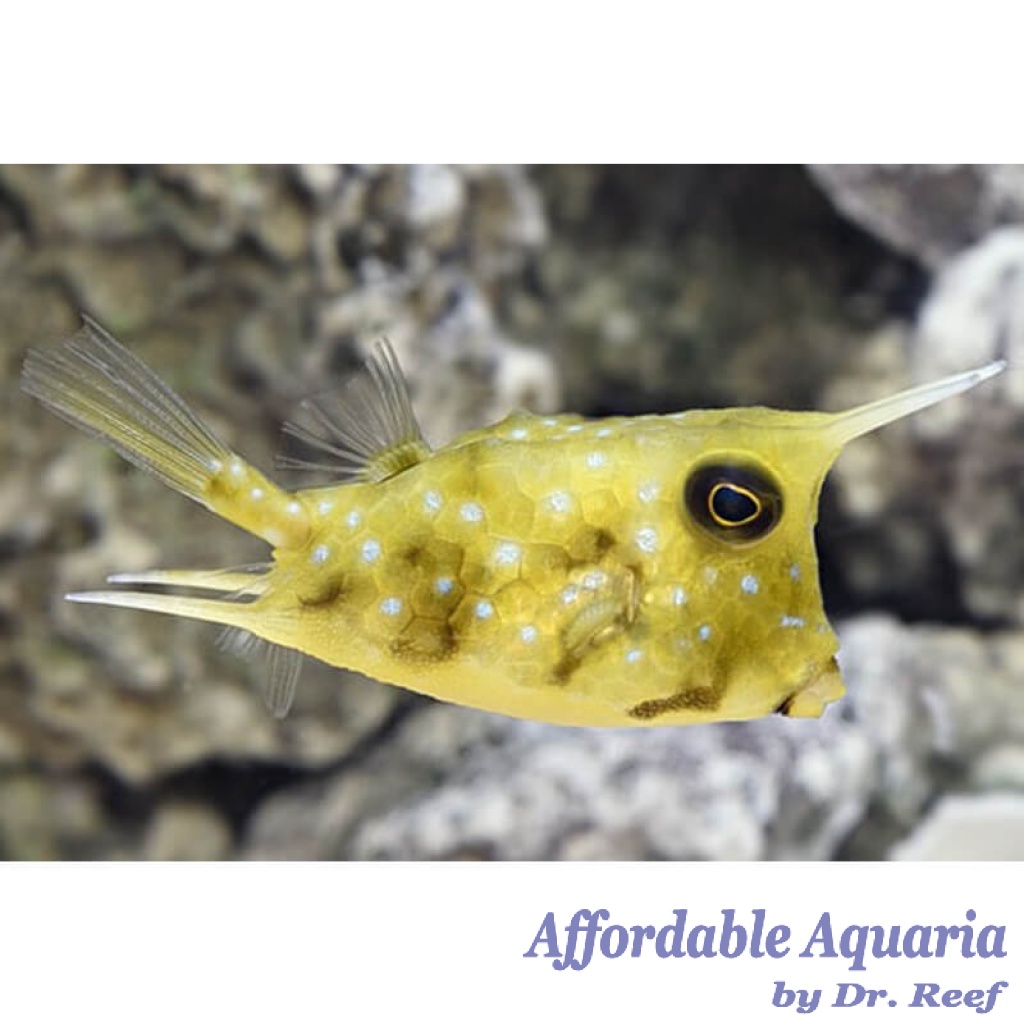 Longhorn Cowfish | Affordable Aquaria