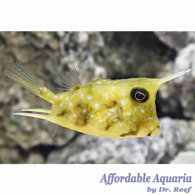 Longhorn Cowfish | Affordable Aquaria
