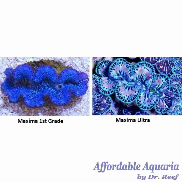 Maxima Blue/Turquoise Clam | Affordable Aquaria