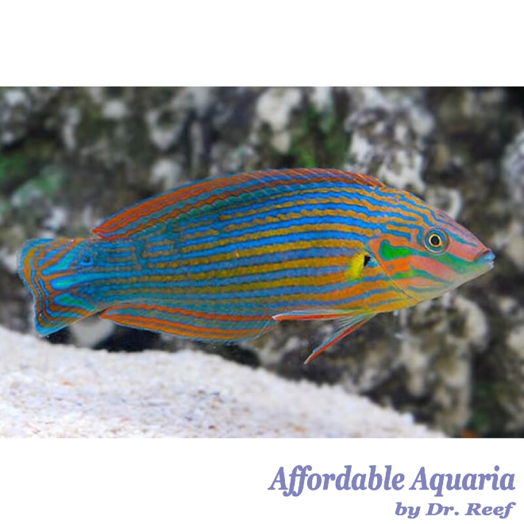 Melanurus Wrasse | Affordable Aquaria