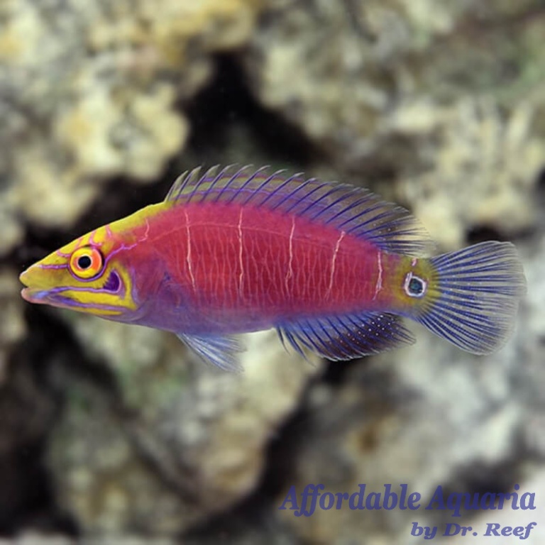 Mystery Wrasse | Affordable Aquaria
