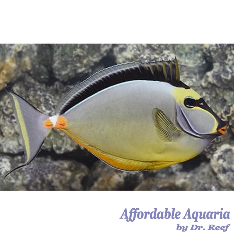 Naso Tang | Affordable Aquaria