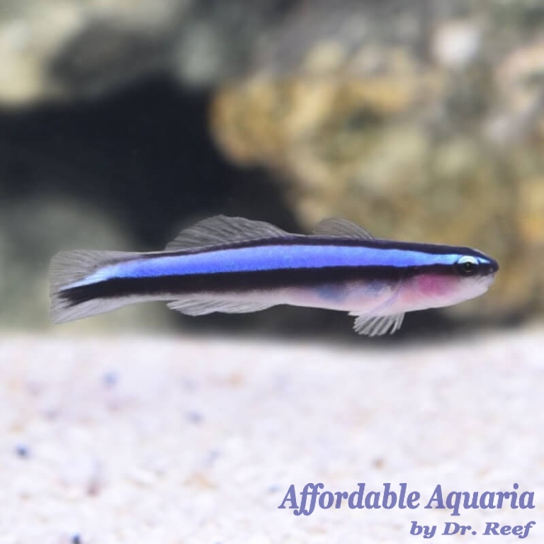 Neon Blue Goby (Captive Bred) | Affordable Aquaria