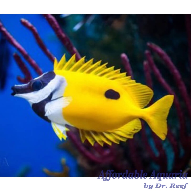 One Spot Foxface | Affordable Aquaria
