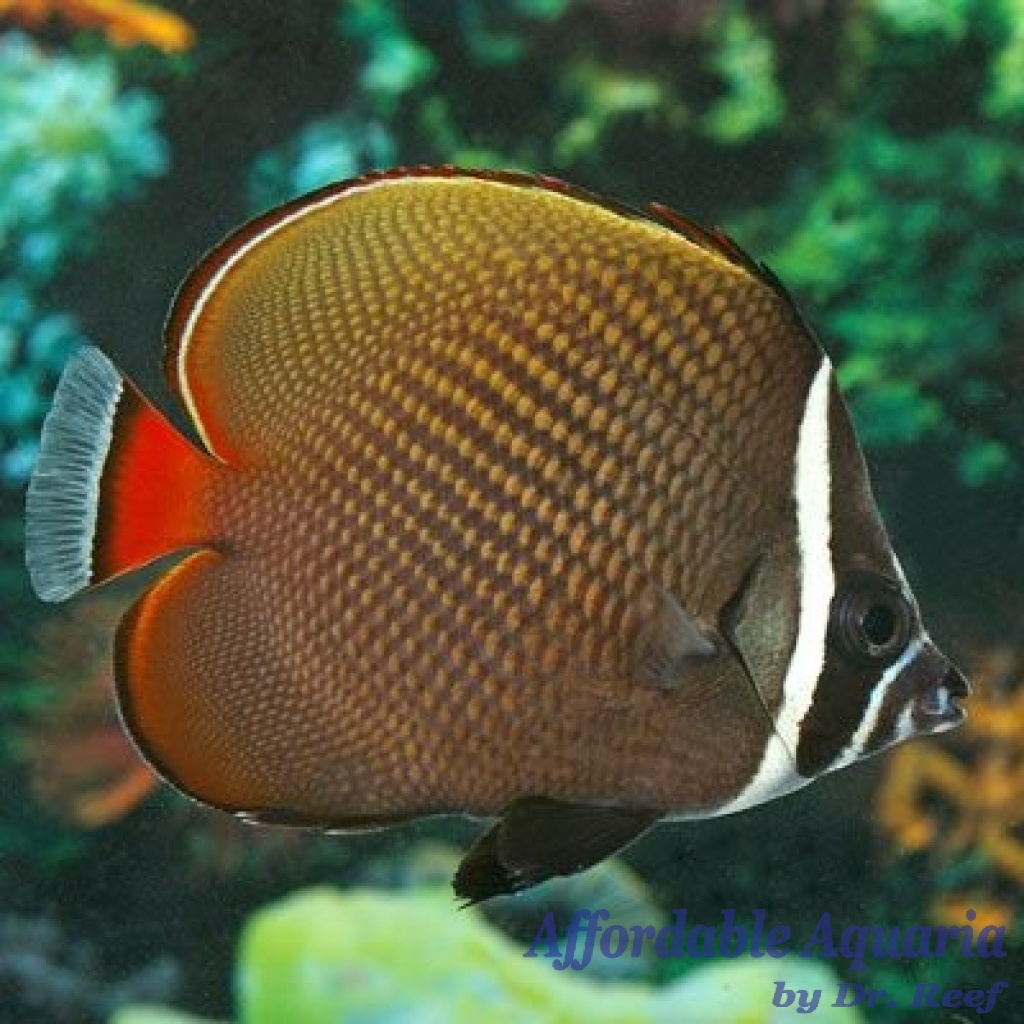 Pakistan Butterflyfish | Affordable Aquaria