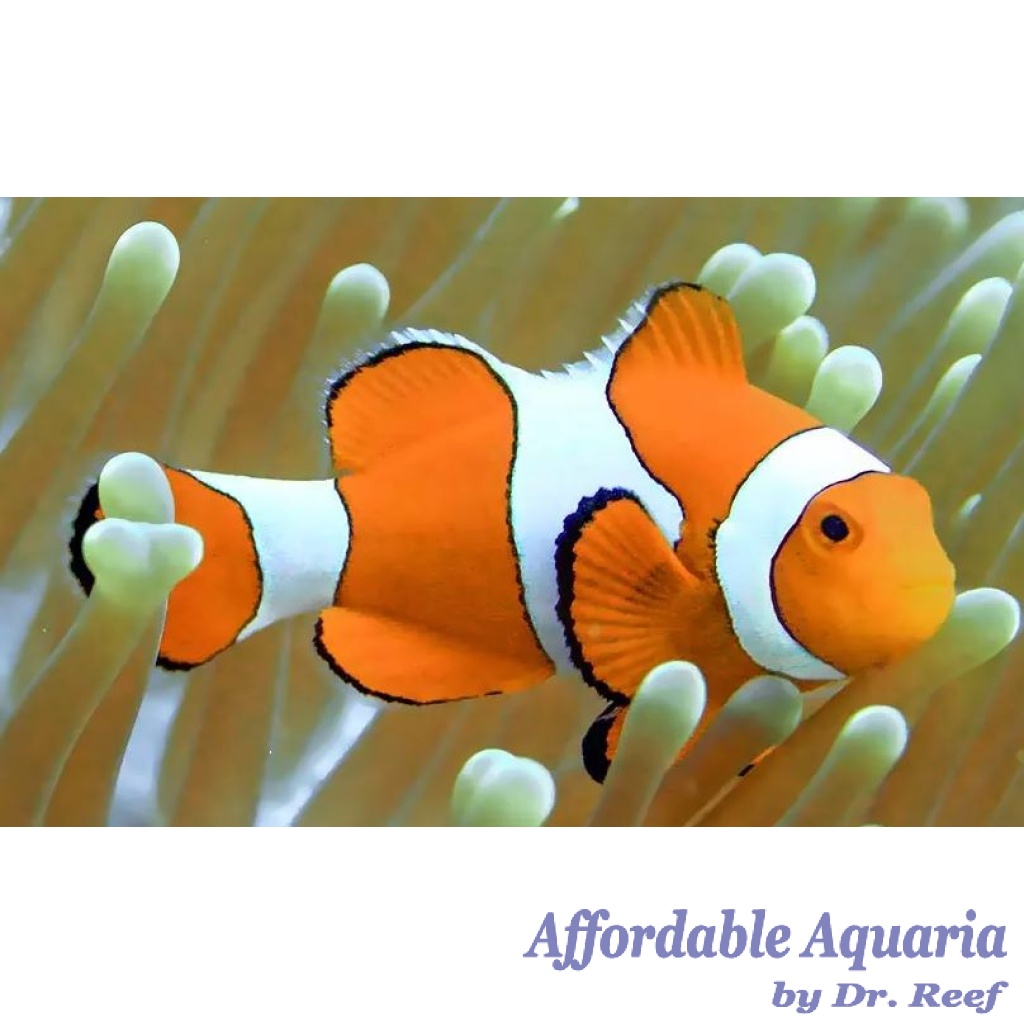 Percula Clownfish | Affordable Aquaria