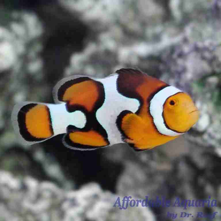 Picasso Percula Clownfish | Affordable Aquaria