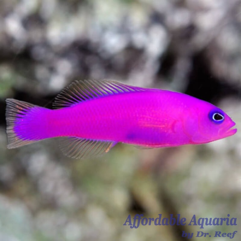 Purple Dottyback | Affordable Aquaria