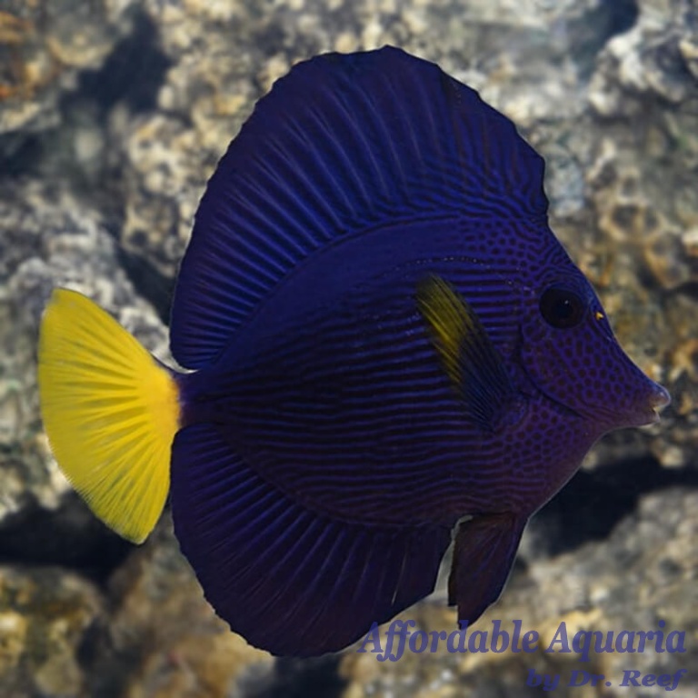Purple Tang | Affordable Aquaria