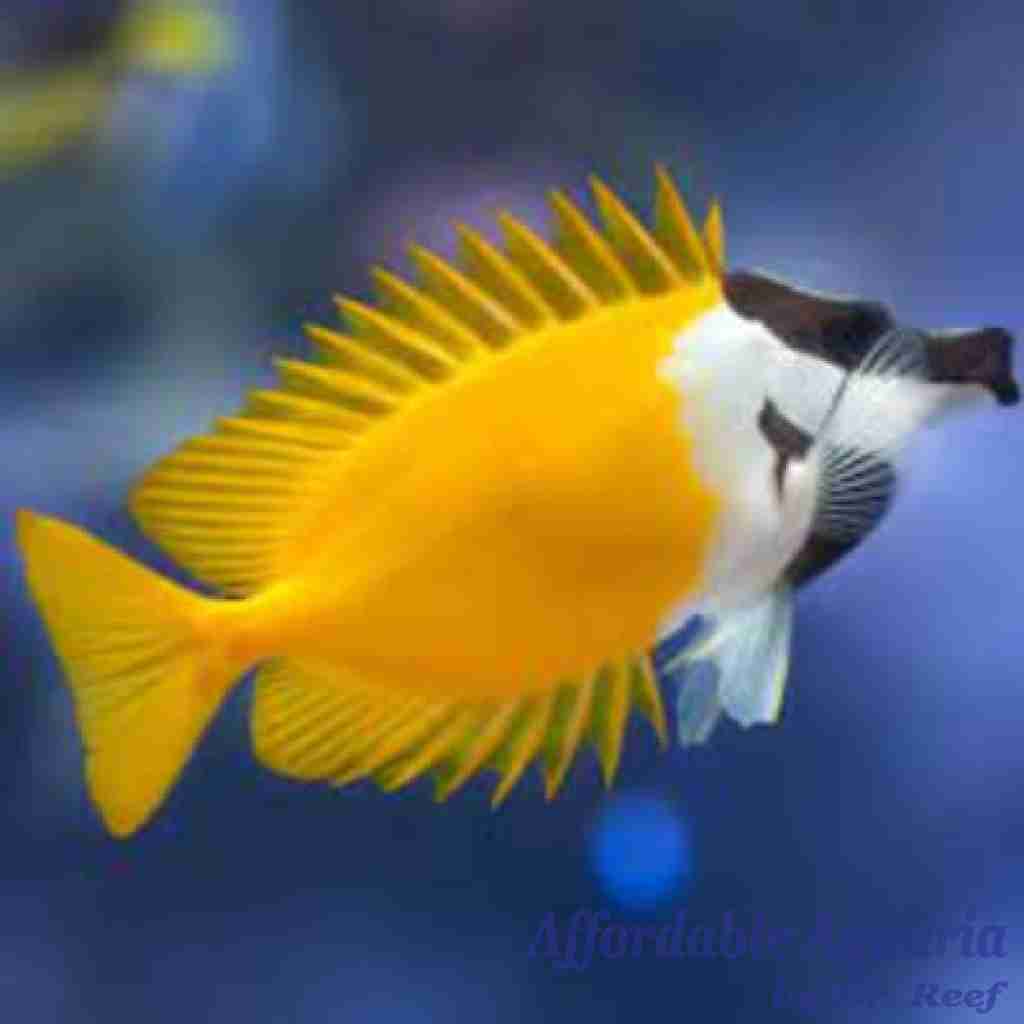 Saltwater Fish | Affordable Aquaria
