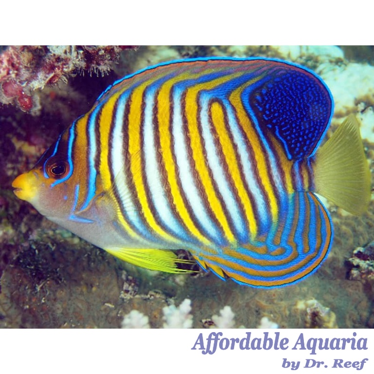 Regal Angelfish (Bali)(Grey Belly) | Affordable Aquaria