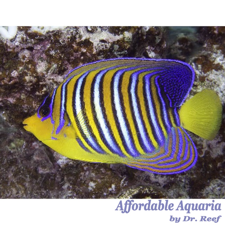 Regal Angelfish (Red Sea)(Yellow Belly) | Affordable Aquaria